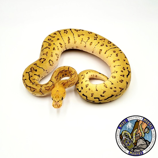 Fire Pinstripe Spotnose Clown Ball Python by Mere Mortal Morphs
