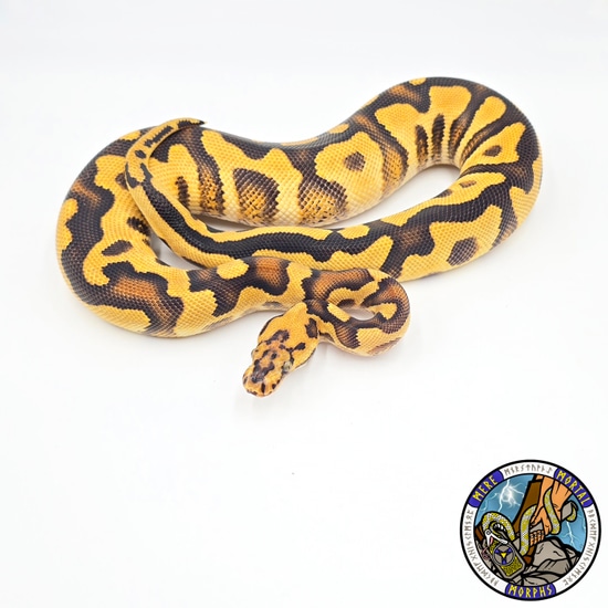Chocolate Enchi Spotnose Yellowbelly Clown Ball Python by Mere Mortal ...