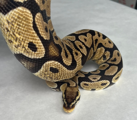 Pastel Het VPI Het Hypo Ball Python by Cold Blooded Therapy