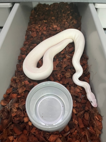 Blue Eyed Lucy Ball Python by Cold Blooded Therapy