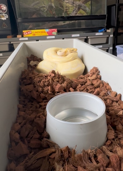 Pineapple Ball Python by Cold Blooded Therapy