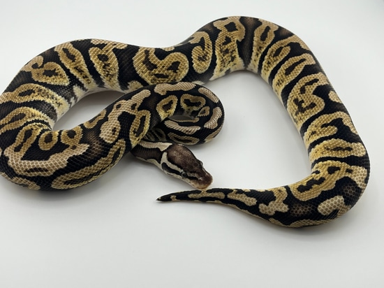 Pastel GHI Het VPI Ball Python by Cold Blooded Therapy