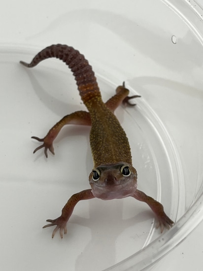 Murphy Patternless Leopard Gecko by Cold Blooded Therapy