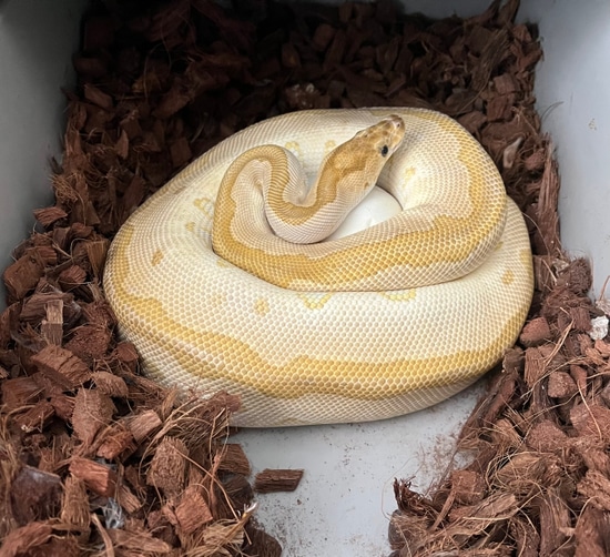 Lesser Enchi Super Blade Clown Ball Python by Cold Blooded Therapy