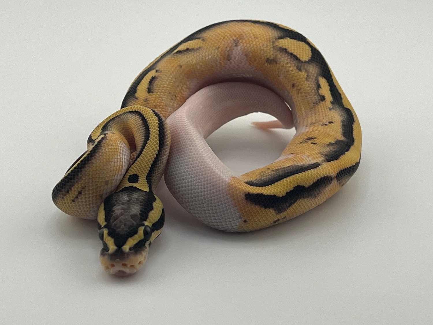 Cold Blooded Therapy's Collection - MorphMarket