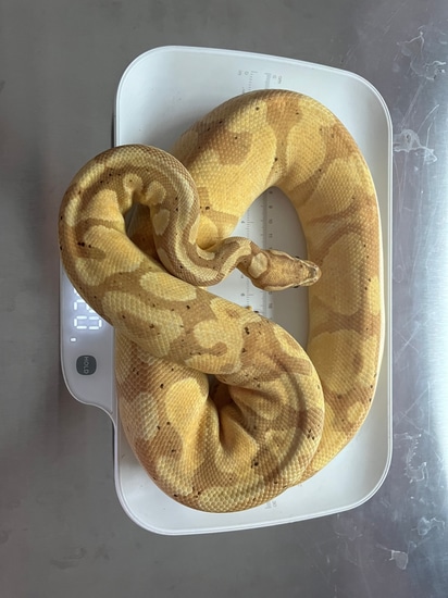 Banana Enchi YB Or Asphalt Ball Python by Cold Blooded Therapy