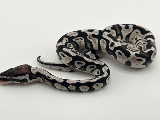 Pastel Axanthic (VPI) Het Clown 50% Het Hypo Ball Python by Cold ...