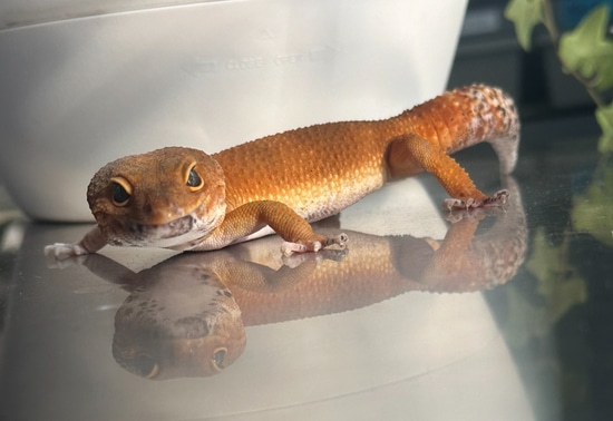 Mango Leopard Gecko by Cold Blooded Therapy