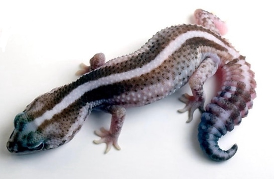 Zelle - Oreo, Zero, Het Ghost, Het Patternless African Fat-Tailed Gecko ...