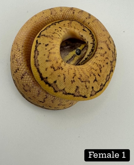 1.2 - Lemon Blasts Ball Python by Cold Blooded Therapy