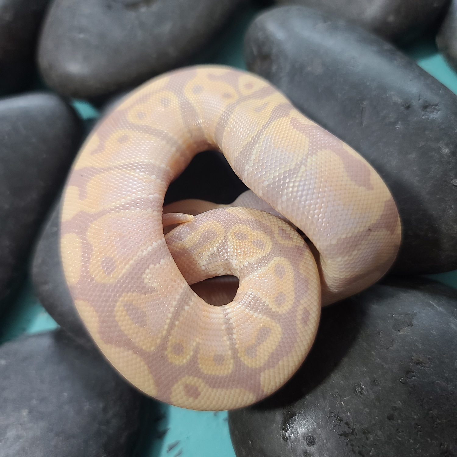 Super Banana Ball Python by DeHart Reptile Design - MorphMarket