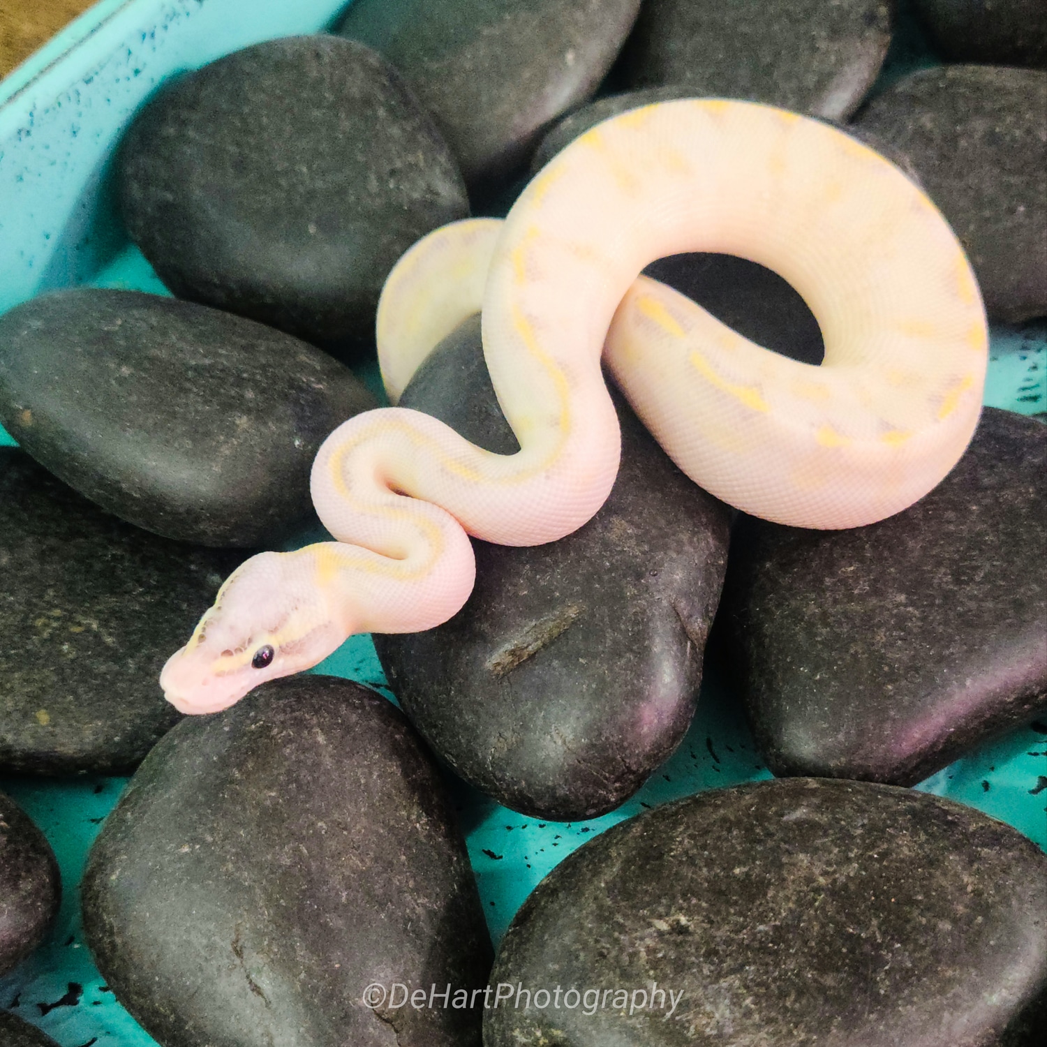 Pastel Ivory Ball Python by DeHart Reptile Design - MorphMarket