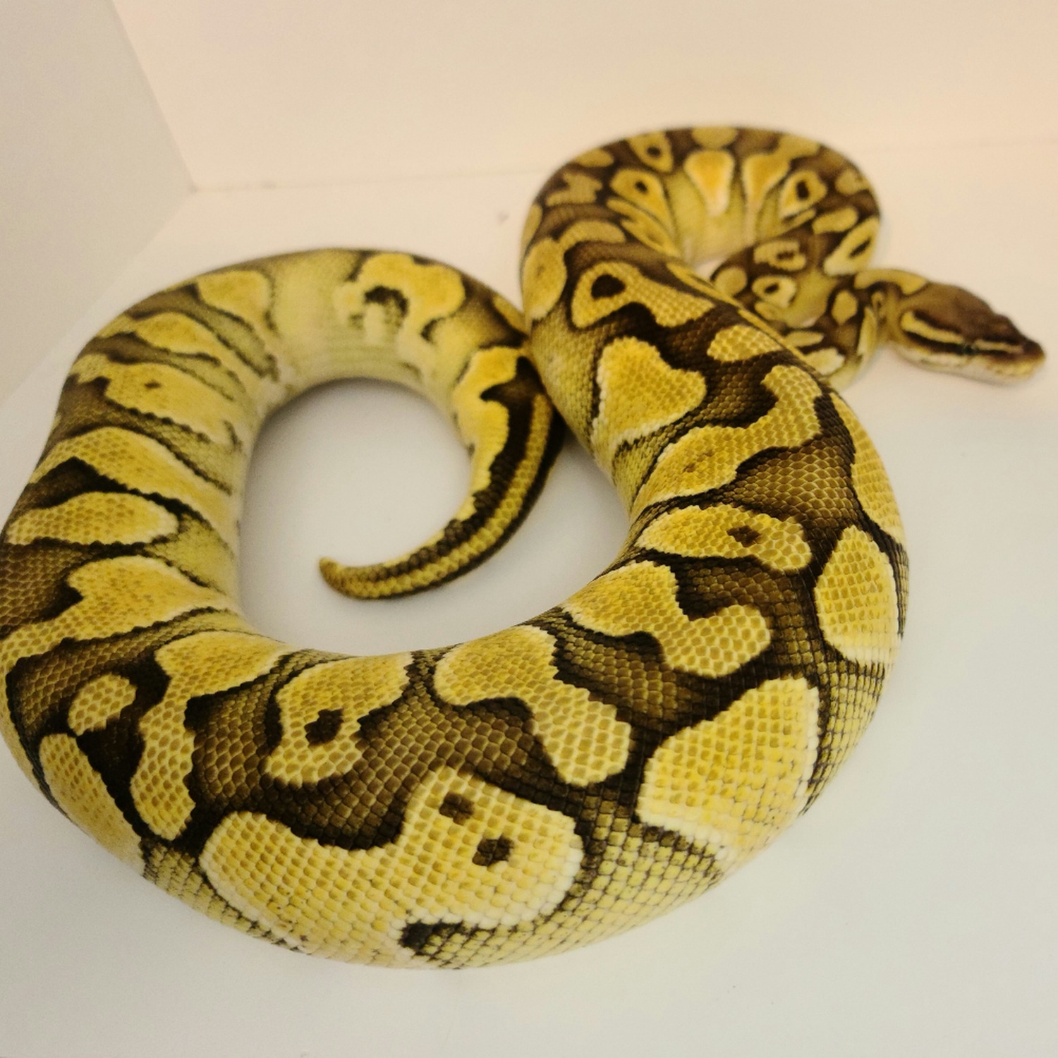 Butter Pastel Ball Python by DeHart Reptile Design - MorphMarket