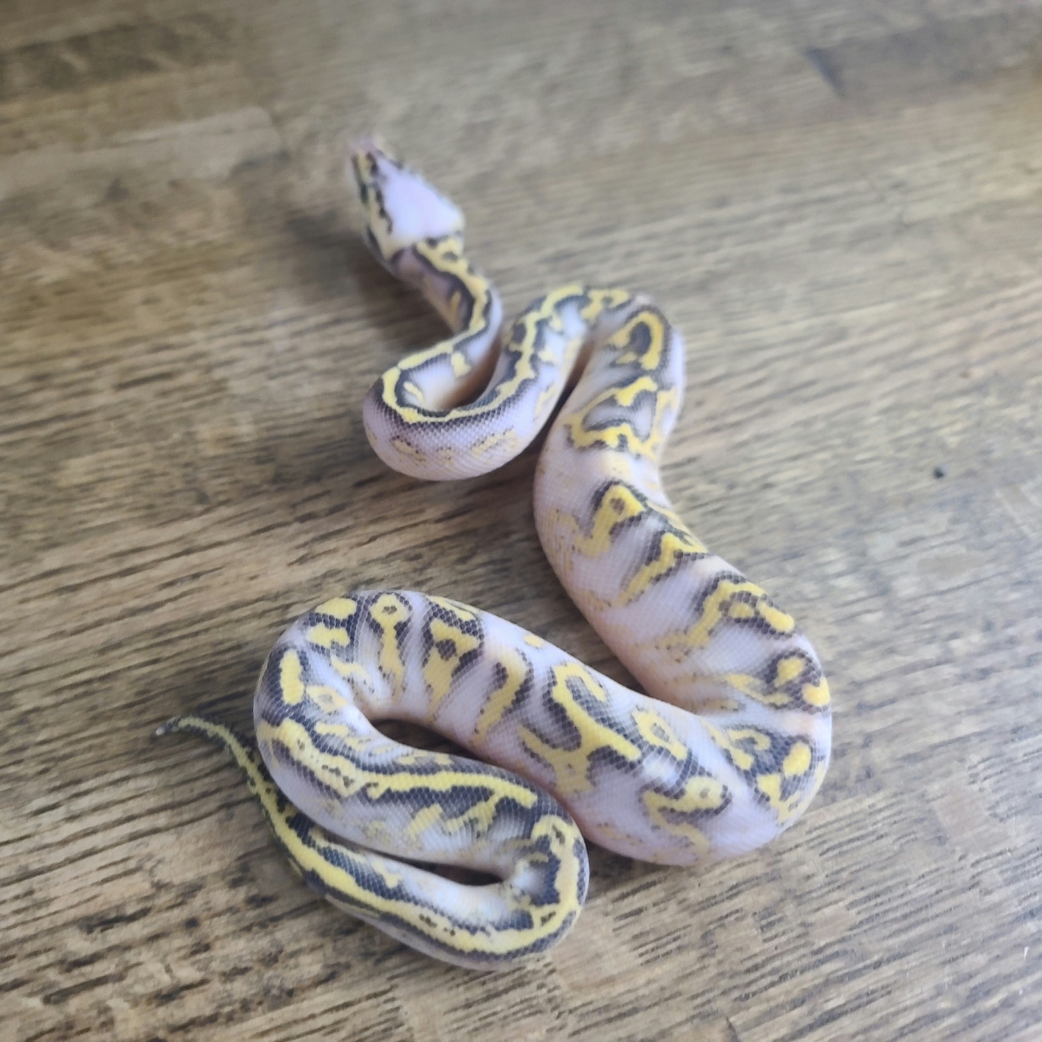Super Pastel Super Gravel Enchi Ball Python by DeHart Reptile Design ...