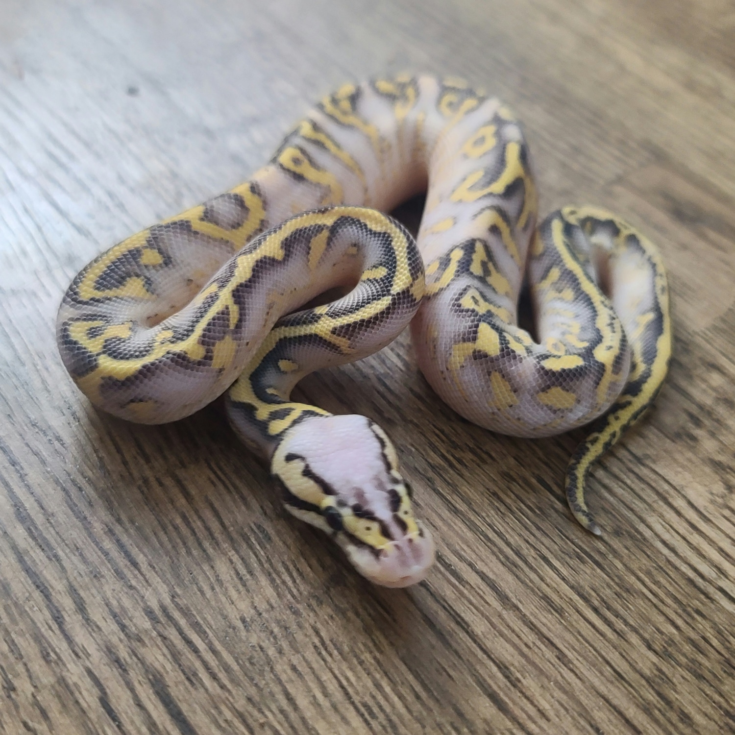 Super Pastel Super Gravel Enchi Ball Python by DeHart Reptile Design ...