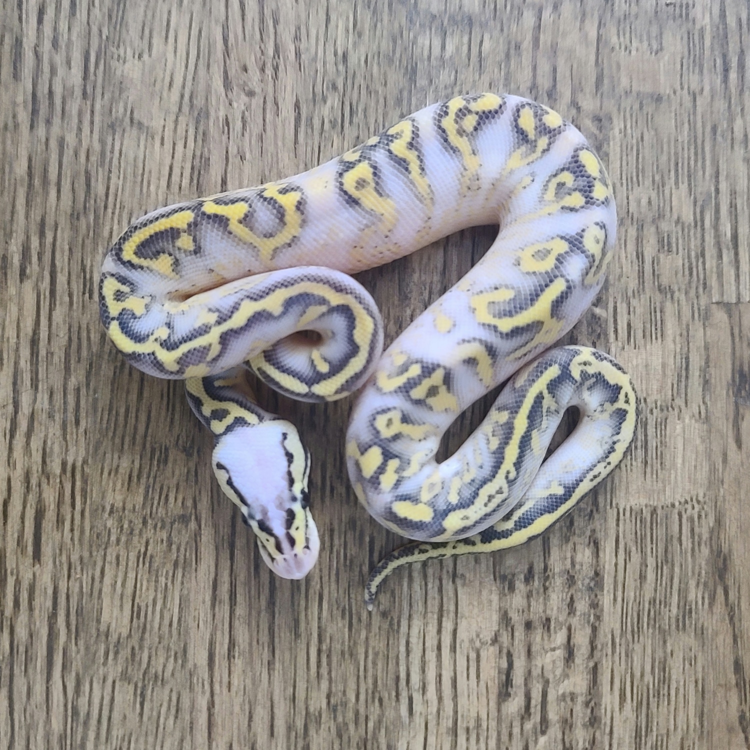 Super Pastel Super Gravel Enchi Ball Python by DeHart Reptile Design ...
