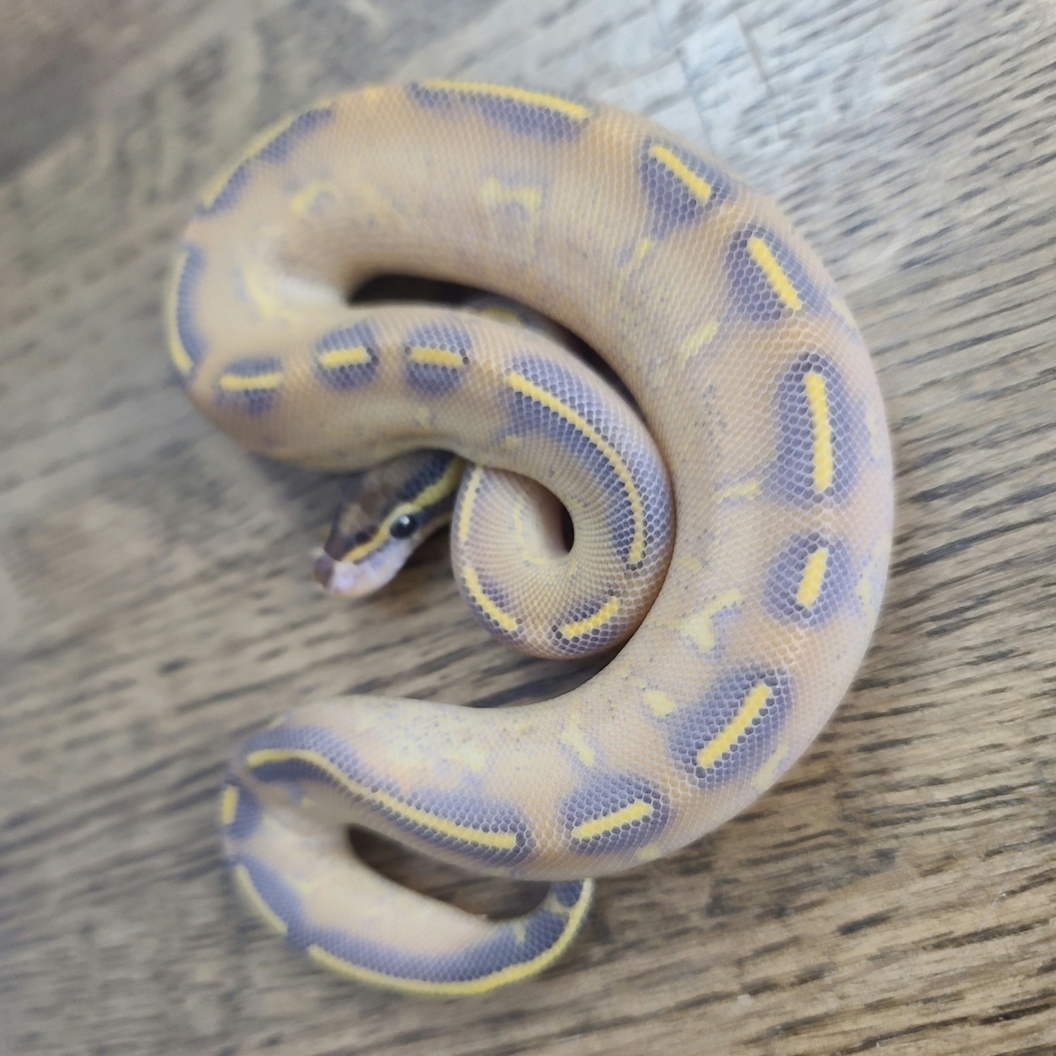 Highway Ball Python by DeHart Reptile Design - MorphMarket