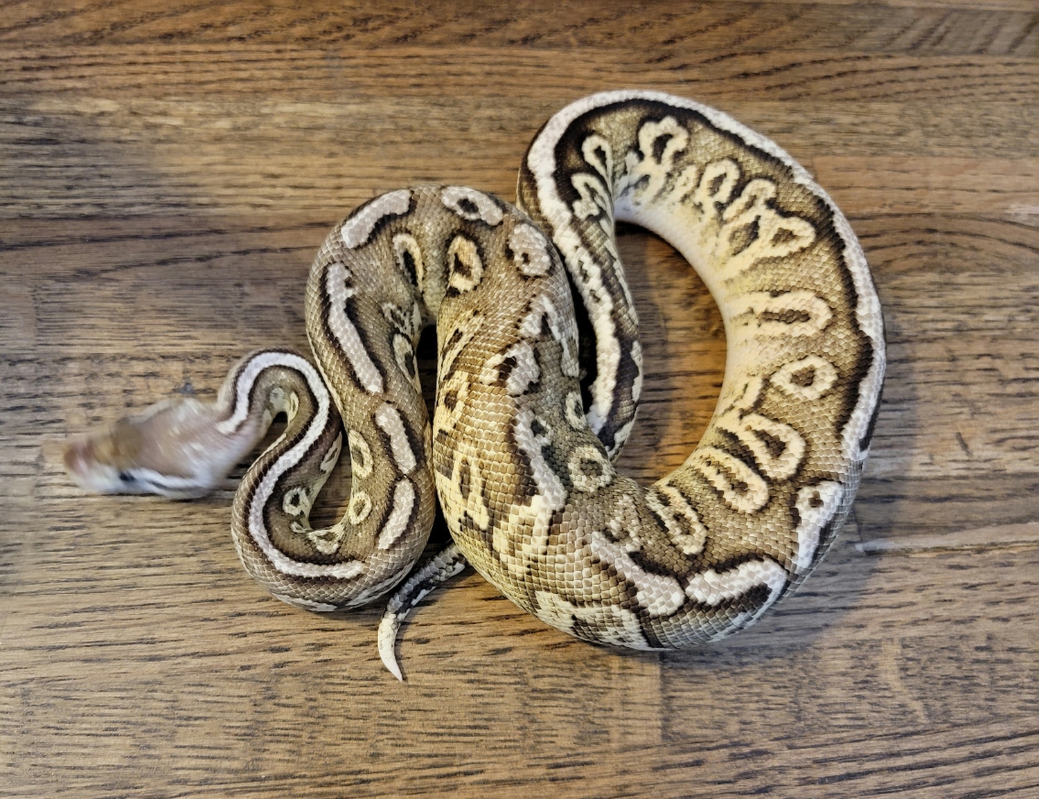 Black Pewter Fire 100% Het Clown Ball Python by DeHart Reptile Design ...