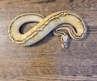 Super Pastel Super Gravel Enchi Ball Python by DeHart Reptile Design ...