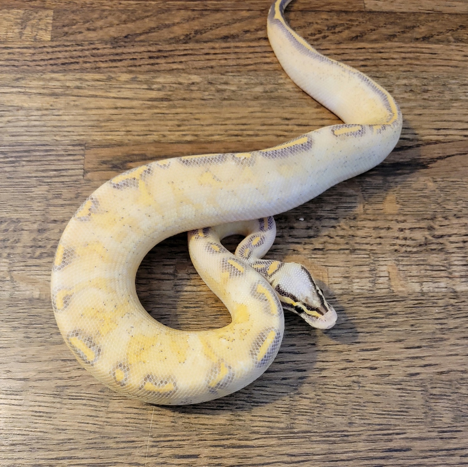 Pastel Highway Ball Python by DeHart Reptile Design - MorphMarket