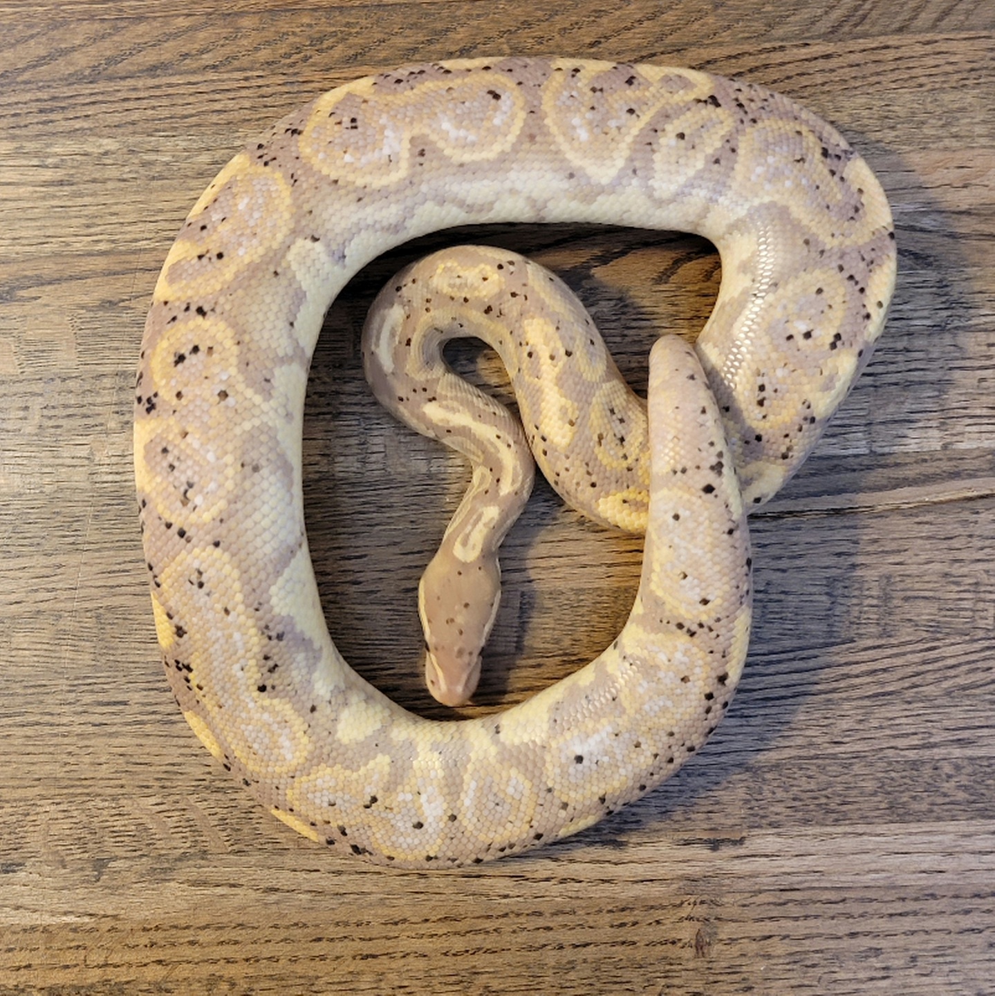 Black Pastel Banana Ball Python by DeHart Reptile Design - MorphMarket