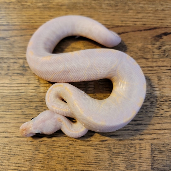 Super Banana Black Pastel Ball Python by DeHart Reptile Design