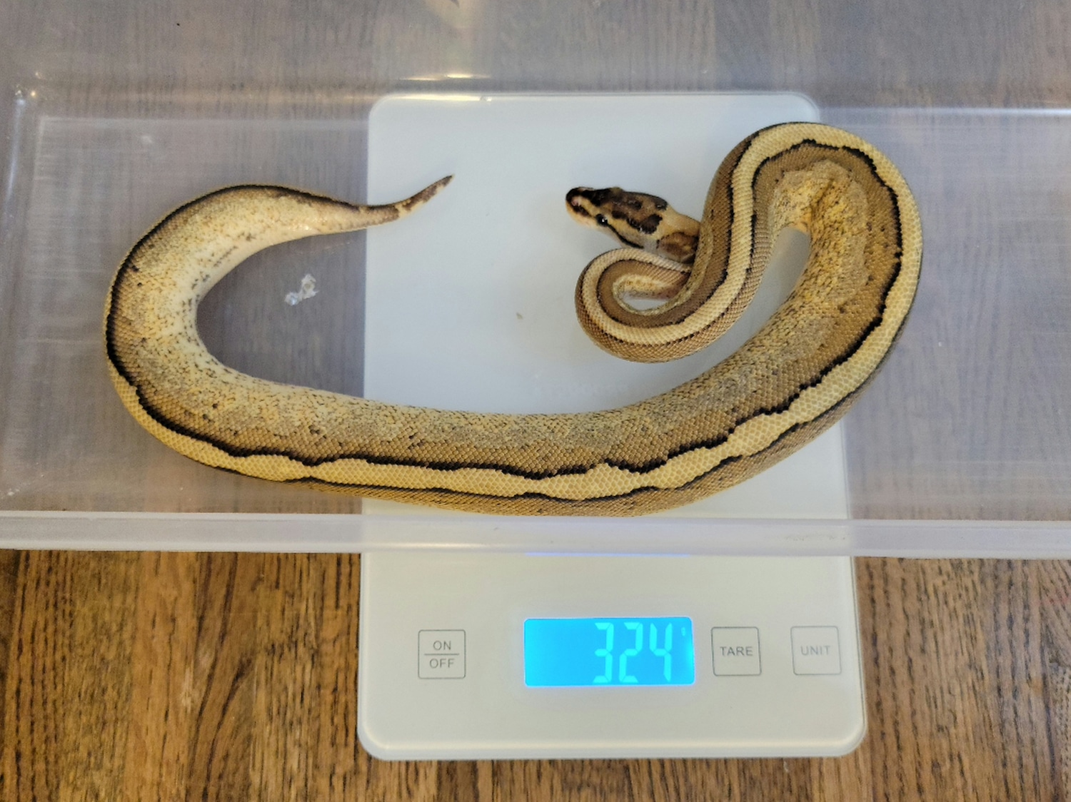 Enchi Super Stripe Ball Python by DeHart Reptile Design - MorphMarket
