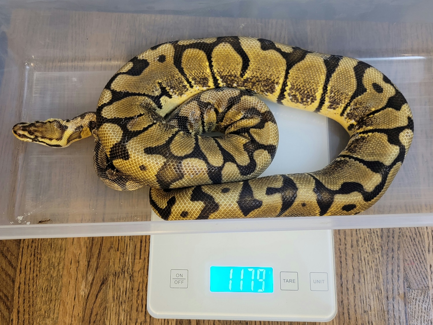 Red Stripe Pastel HGW Ball Python by DeHart Reptile Design - MorphMarket
