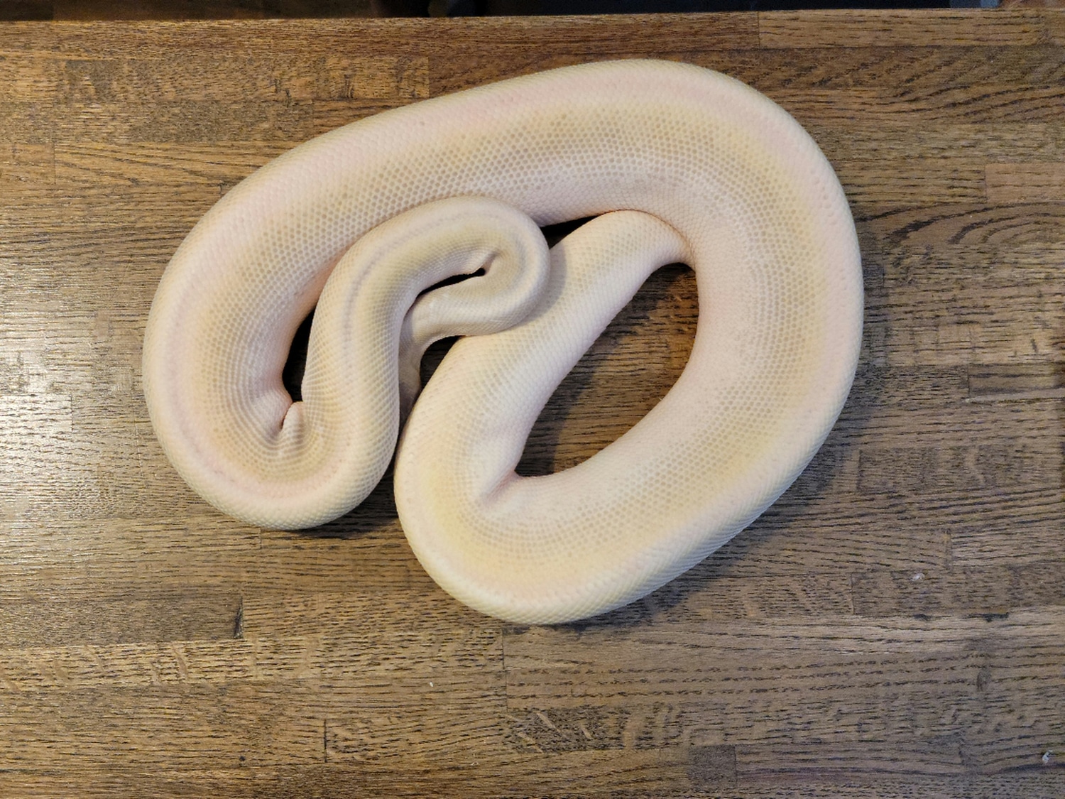 Super Mojove GHI *Breed Weight* Ball Python by DeHart Reptile Design ...