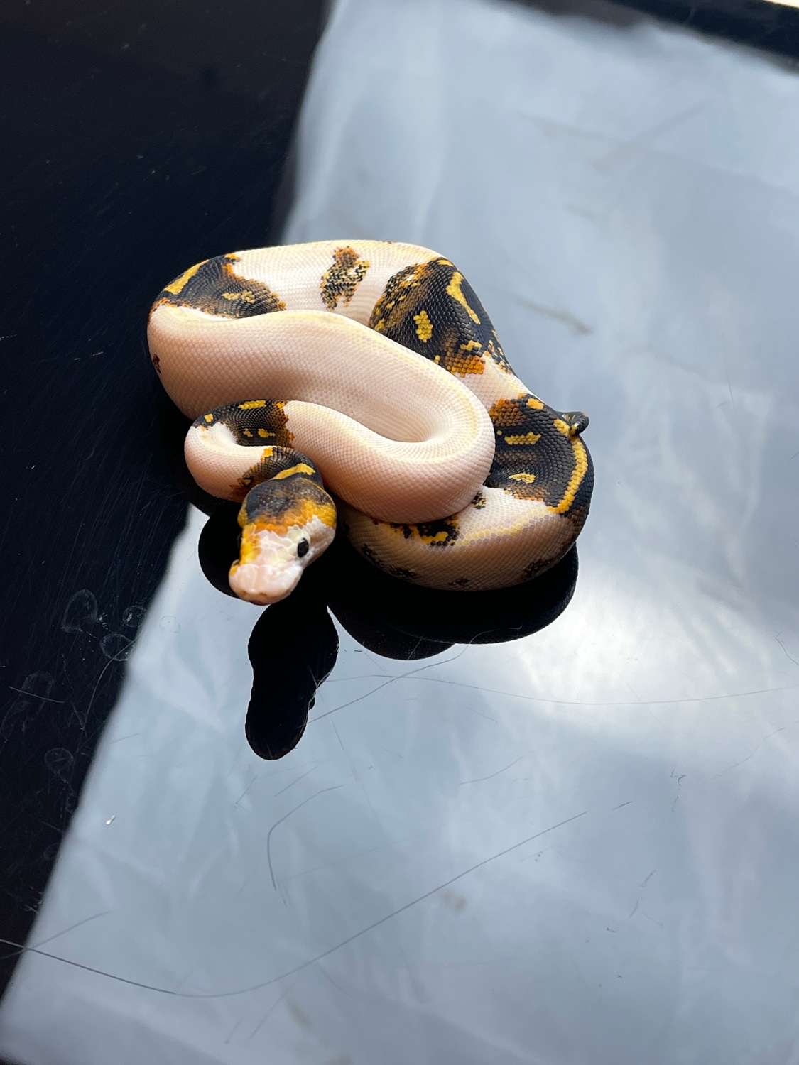 Puma Saar Ball Python by DeHu-Terraristik - MorphMarket