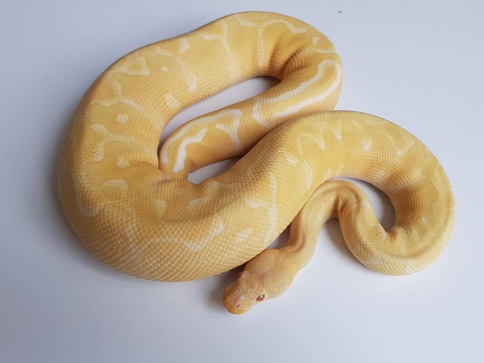 Pastel Albino Clown Ball Python by Dejavu-Snakes - MorphMarket