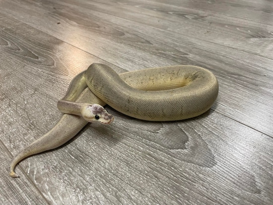 Banana Super Pastel Pinstripe Cinnamon Fire Fader Poss Mojave Ball ...