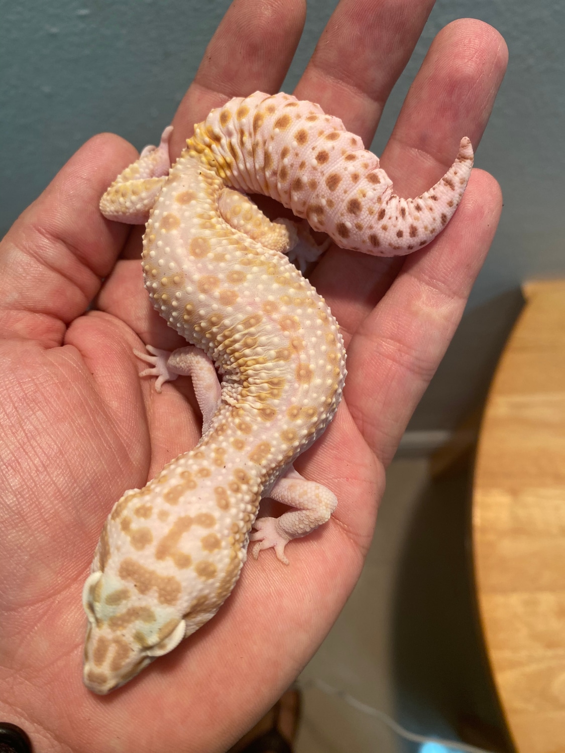 2019 Raptor (Female) Leopard Gecko by DekoGecko - MorphMarket