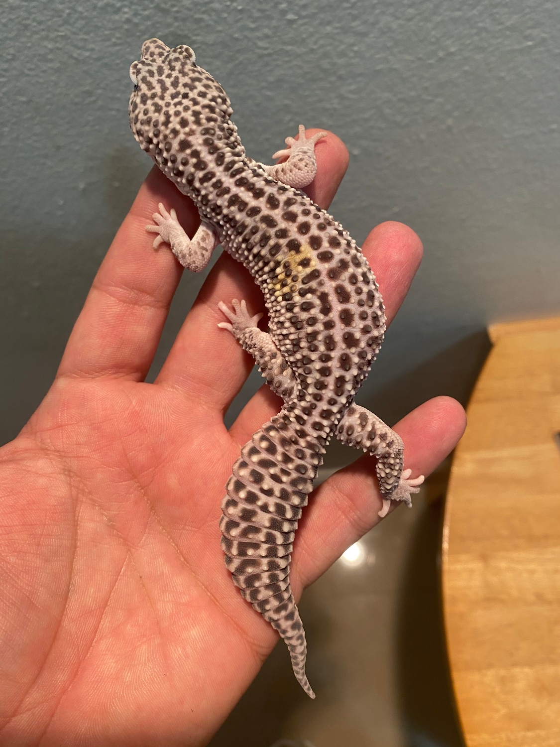 2019 Super MackSnow Eclipse (Male) Leopard Gecko by DekoGecko - MorphMarket