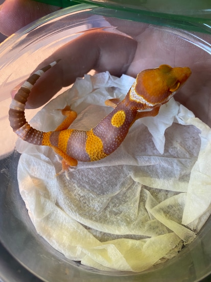 2021 Sunglow Het. Raptor (Female) Leopard Gecko by DekoGecko