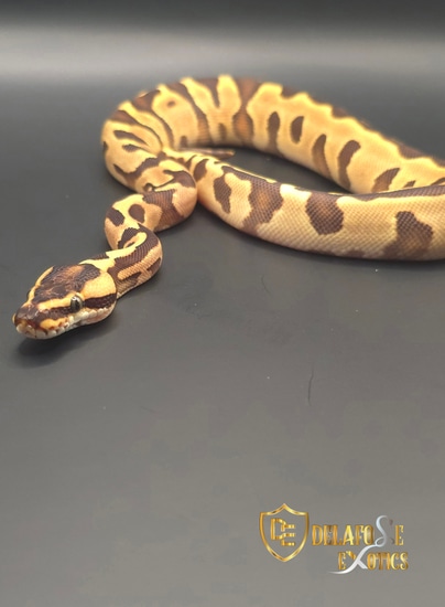 Leopard Enchi Disco Yb Ball Python by Delafose Exotics