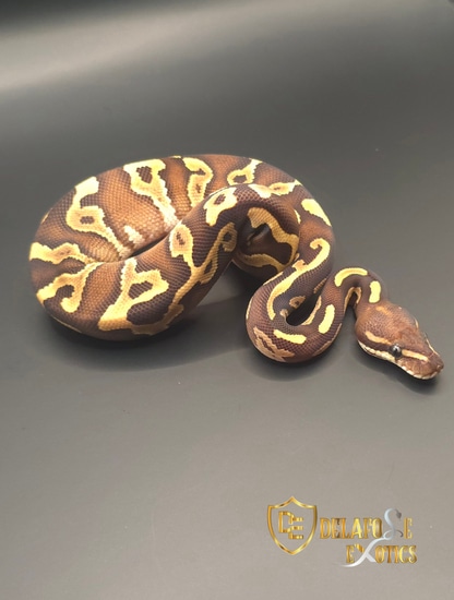 Leopard Mojave Ball Python by Delafose Exotics