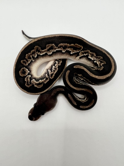 Black Head Cinnamon Het Clown 66 Het Lavender Ball Python by Cold Blood Regius