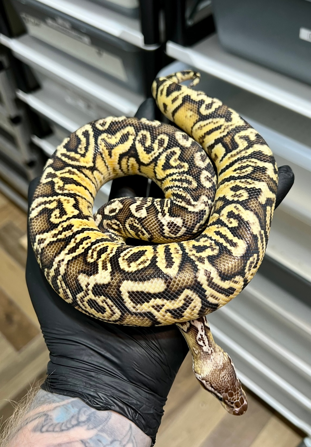 Hayabusa Hgw Fire (Super Hurricane) Ball Python by Cold Blood Regius ...