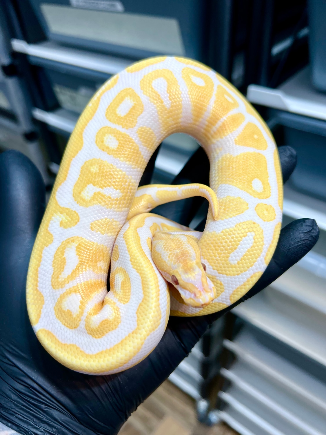 Spotnose Lavender Ball Python by Cold Blood Regius - MorphMarket
