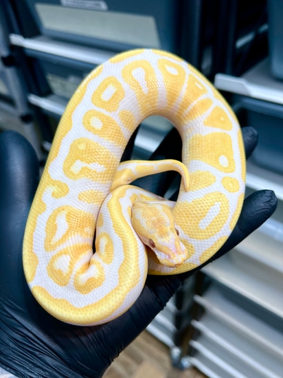 Spotnose Lavender Ball Python by Cold Blood Regius