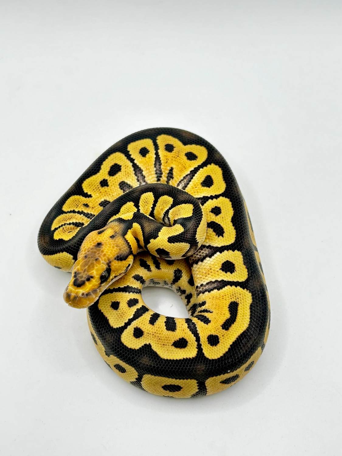 Desert Ghost Clown Ball Python by Cold Blood Regius - MorphMarket