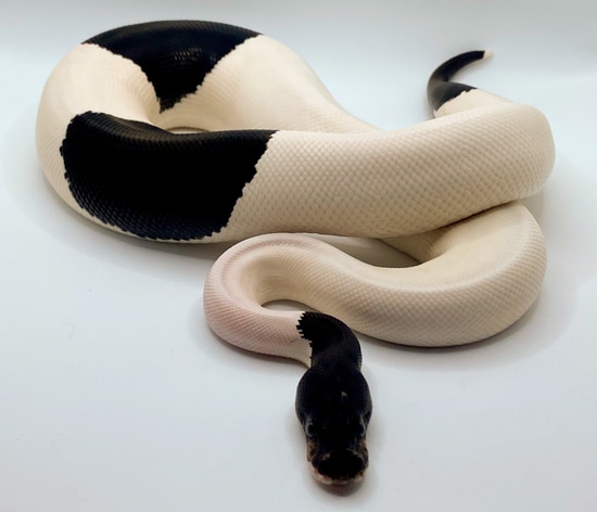Panda Pied Ball Python by Cold Blood Regius