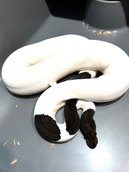 Panda Pied Ball Python by Cold Blood Regius