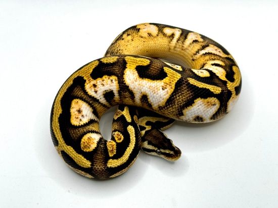 Pastel Calico TH Sunset Clown Pied Ball Python by Cold Blood Regius