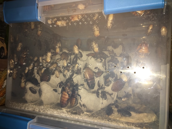 Madagascar Hissing Cockroach Colony 1000 Plus by HK Reptarium