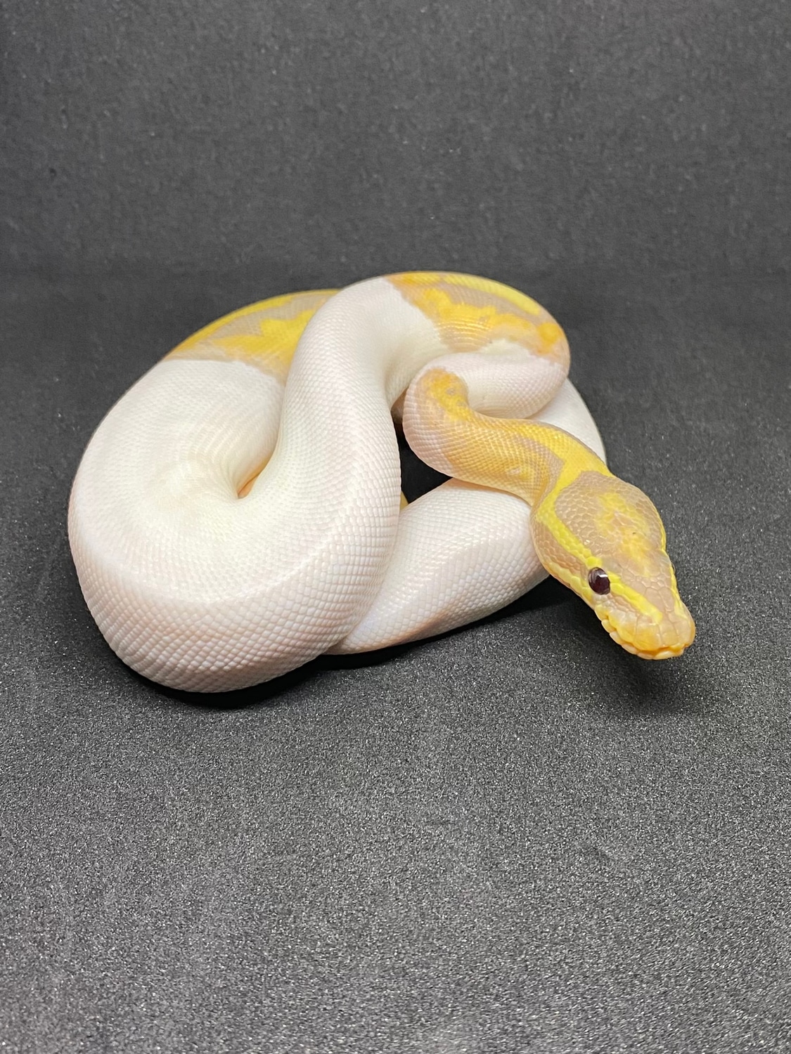 Coral Glow Banana Pied Ball Python by Hype Morphs LLC - MorphMarket USA