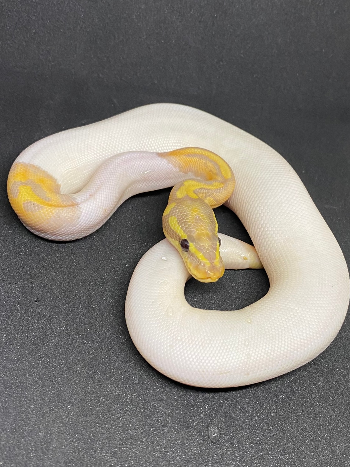 Coral Glow Pied Ball Python by Hype Morphs LLC - MorphMarket