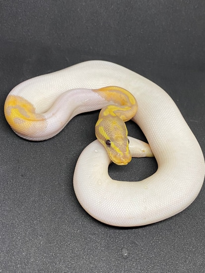 Coral Glow Pied Ball Python by Hype Morphs LLC