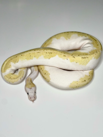 Super Fire Ball Python by Hype Morphs LLC